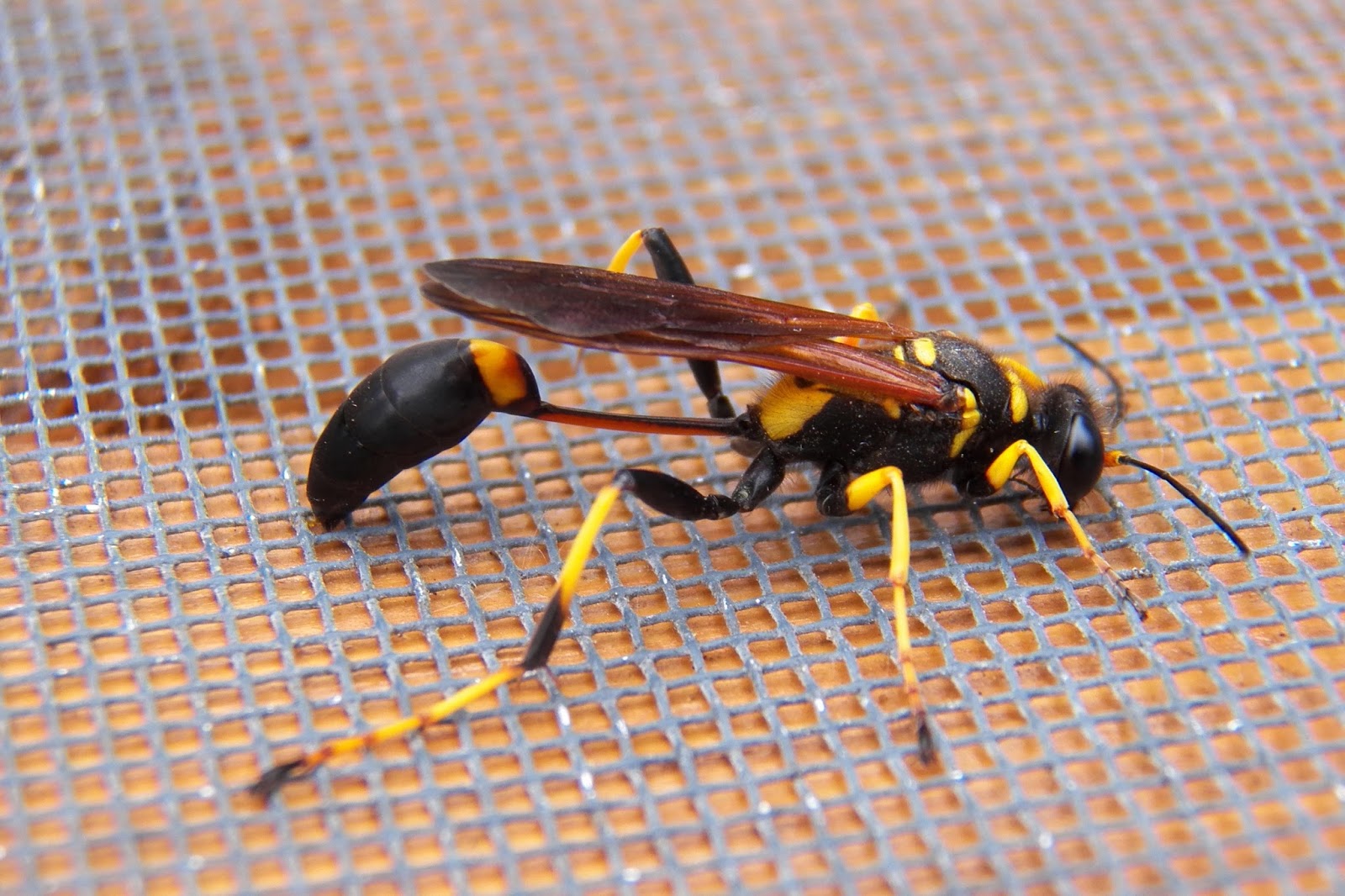 NATURE NOTES: September 2013