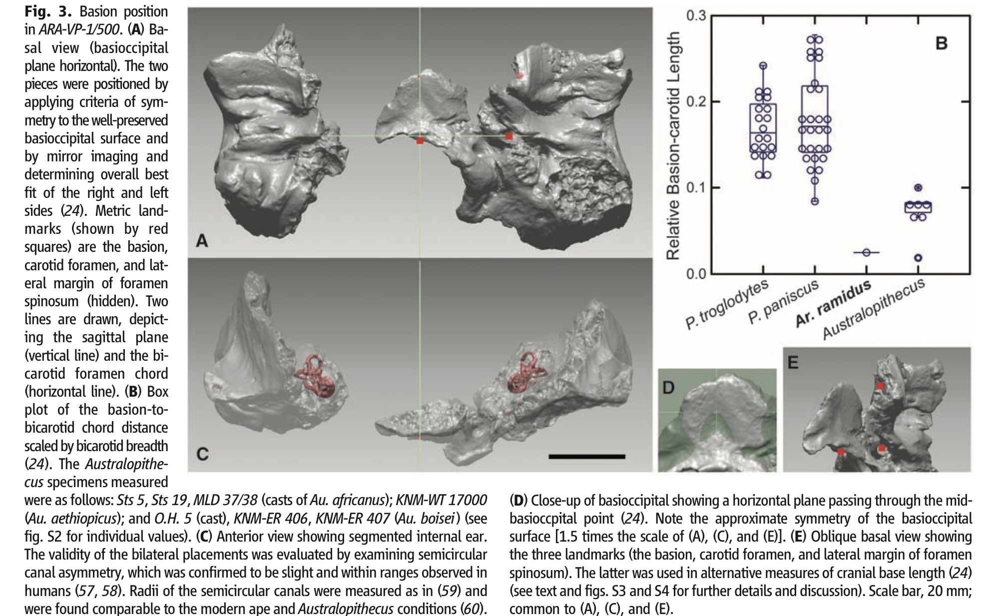 Bioanthropology : In Summary: The Ardipithecus ramidus Skull and its ...