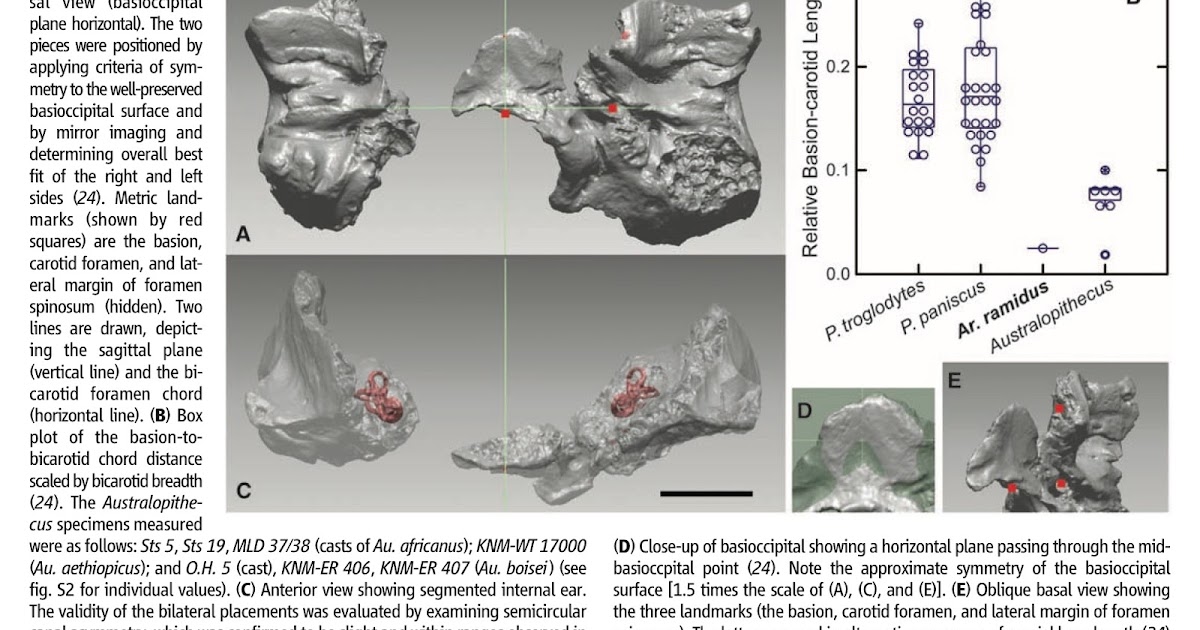 Bioanthropology : In Summary: The Ardipithecus ramidus Skull and its Implications for Hominid ...