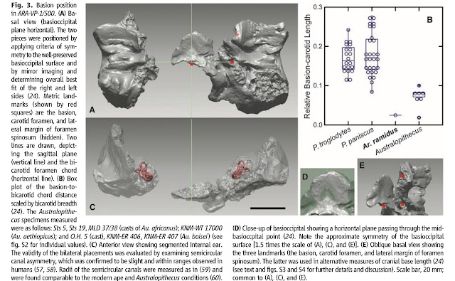 Bioanthropology : In Summary: The Ardipithecus ramidus Skull and its ...