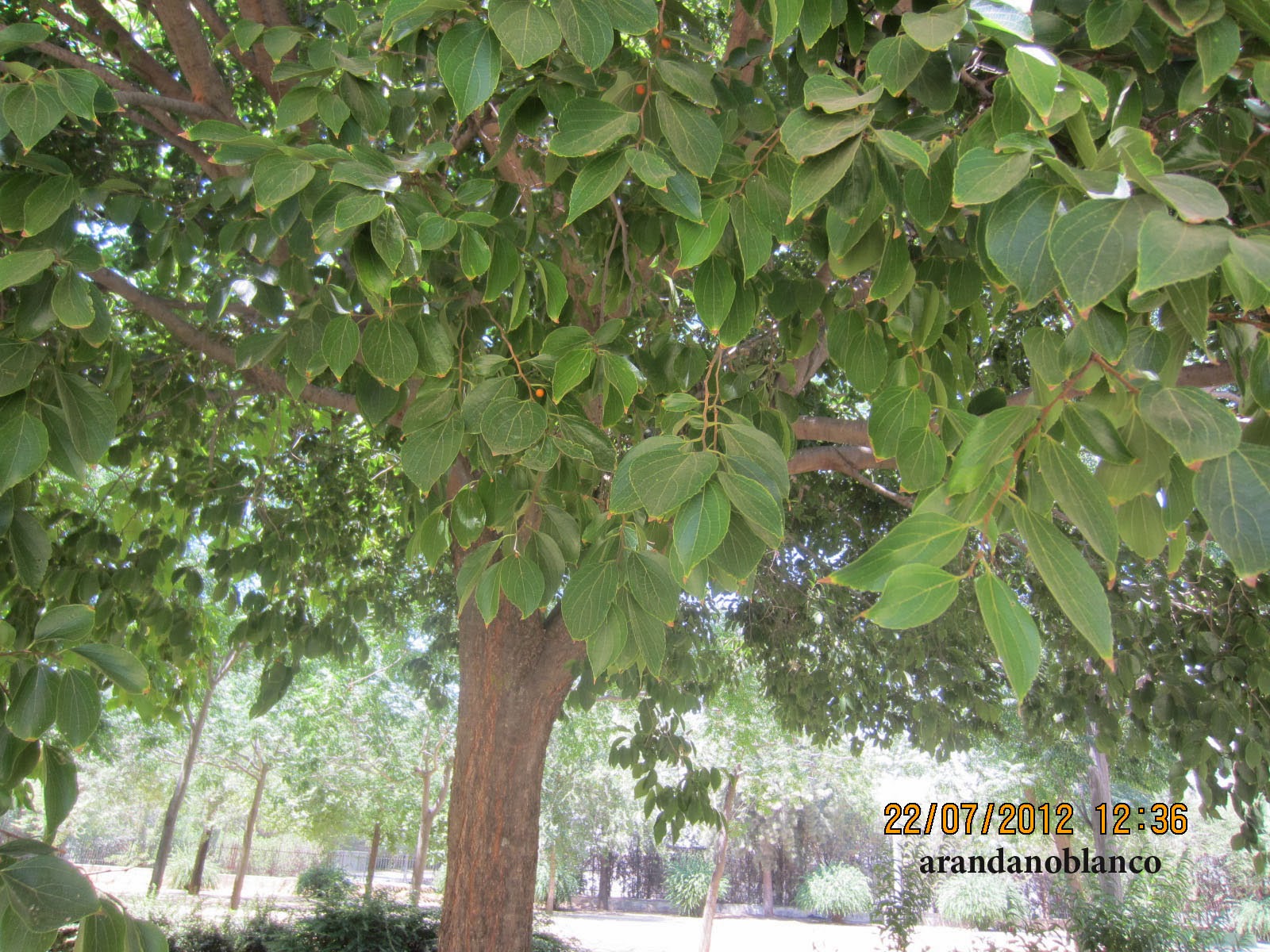 parquealamillo-encinarosa: Almez americano / Celtis occidentalis - En ...