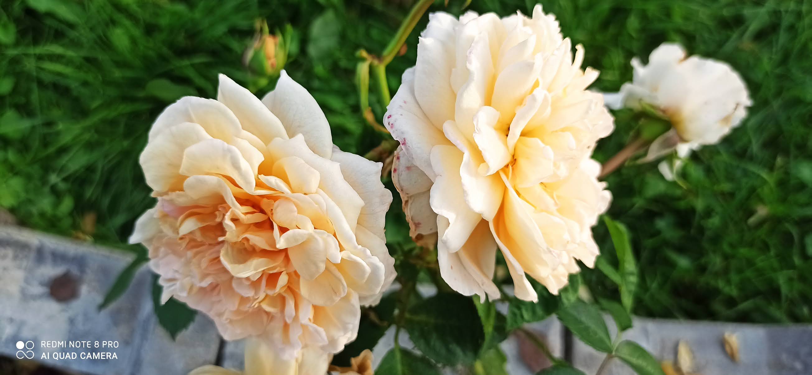 Ranczo Elma: Róża (Rosa) Miss Fine