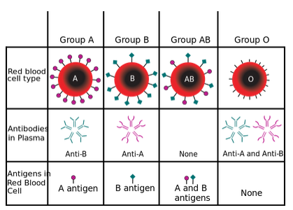 Rhesus Blood Group System