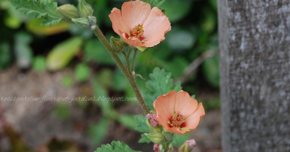 Rosi's Garden.Fleurs et Jardin: Sphaeralcea 'Childerley'