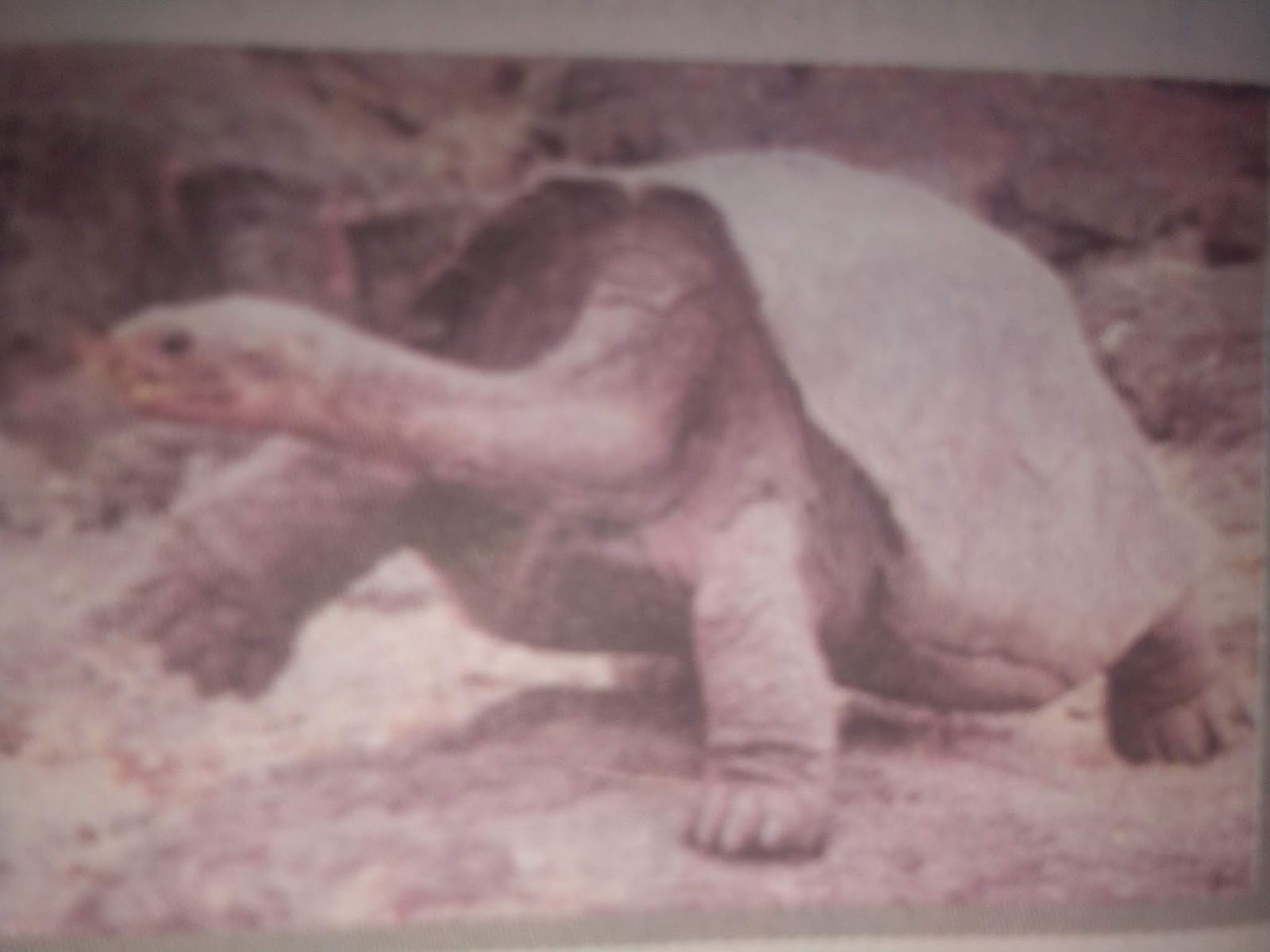 Interesting Fact About Animal Interesting Fact interesting-fact-about-animal-interesting-fact