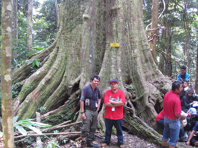 Forest Dweller: A Trip to Cengal Besar Sg. Loh, Hulu Dungun, Terengganu