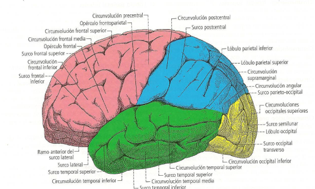 Sistema Nervioso Central: Prosencéfalo o cerebro posterior