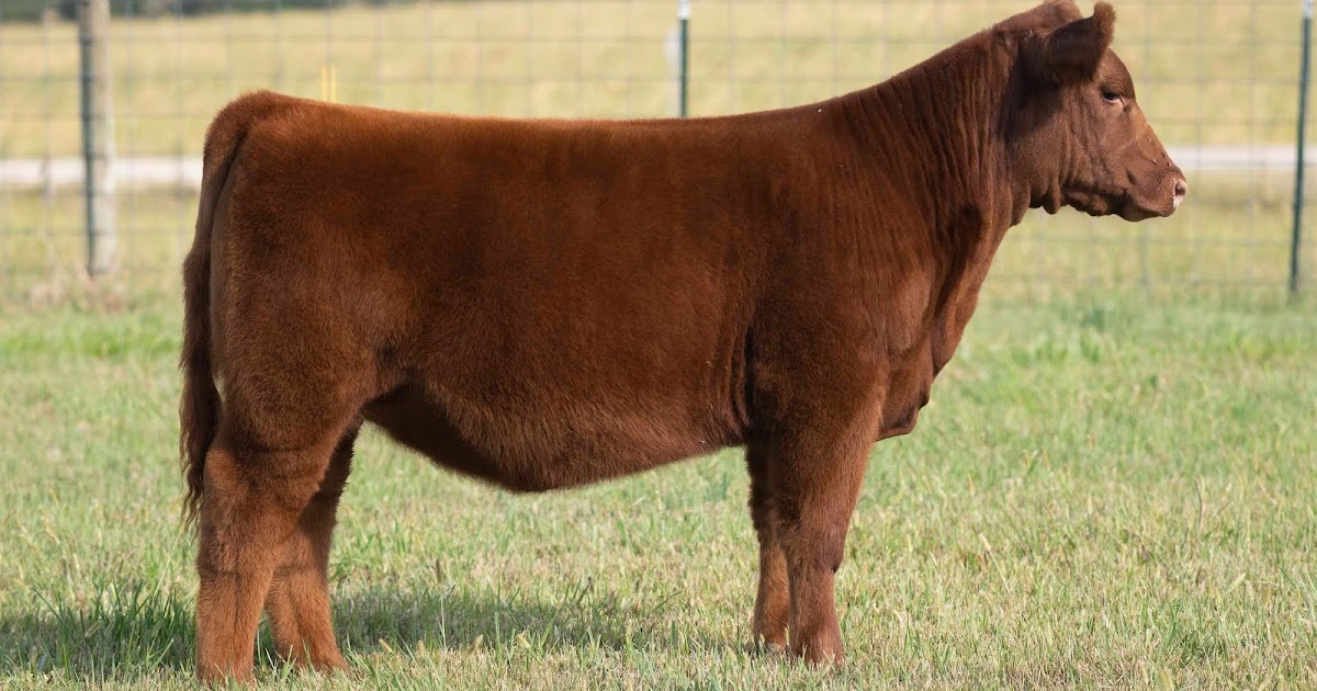 RCC Blog: 1 OAK Heifer at Becker Show Cattle
