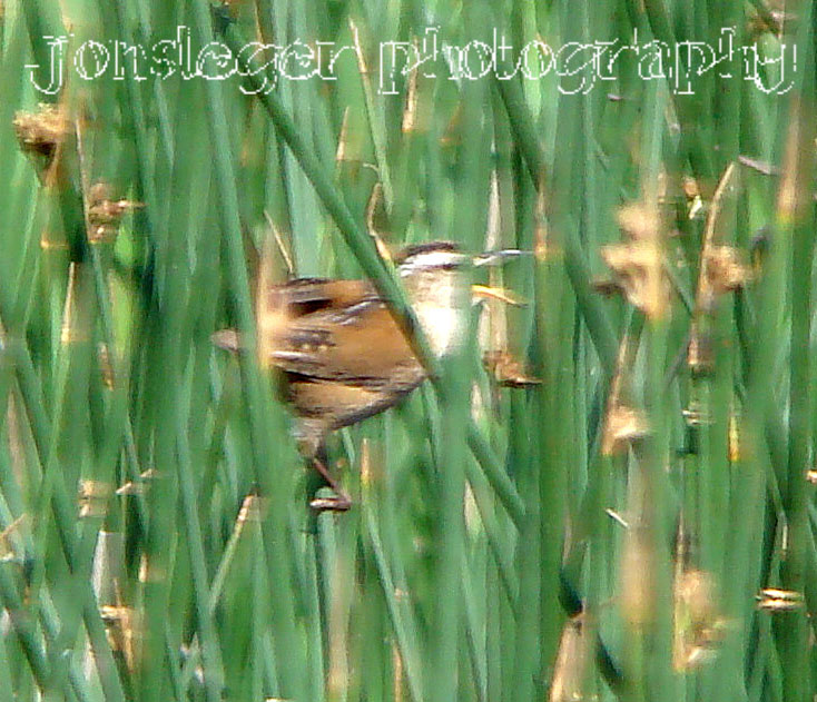 Northern Illinois Birder: Sora Rail & Marsh Wren, May Migration to ...
