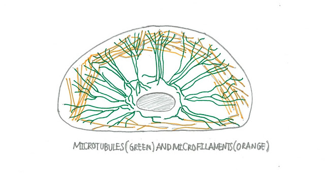 Biology101: Cytoskeleton: Microfilament, Intermediate Filament, and ...