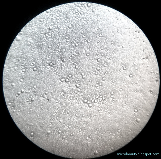 The Wonderful Microworld: Milk and the Curd (Fermented Milk) through ...