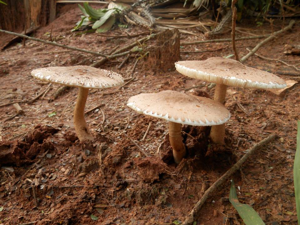 Setas, Hongos, y Mushrooms: May 2013