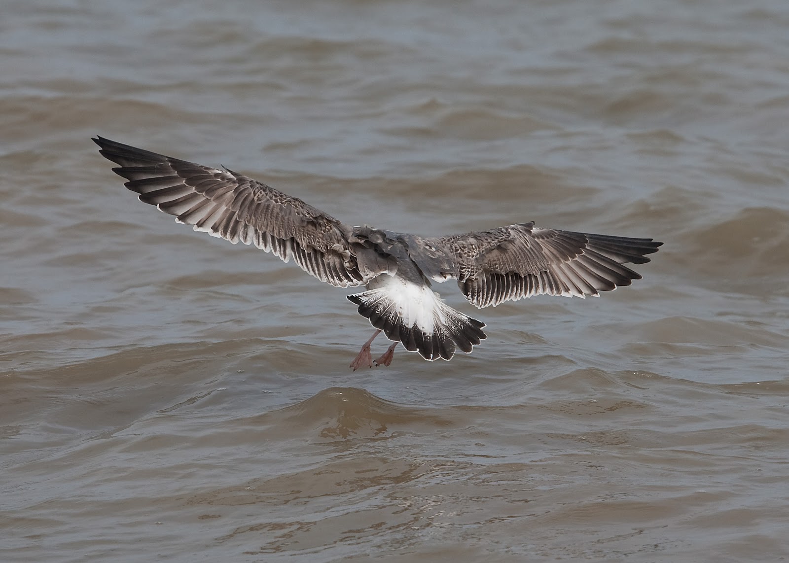 vaping mothman: 2ND WINTER LESSER BLACK BACKED GULL