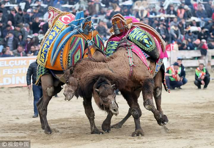 Check out pictures from camel fight festival that holds in Turkey ...