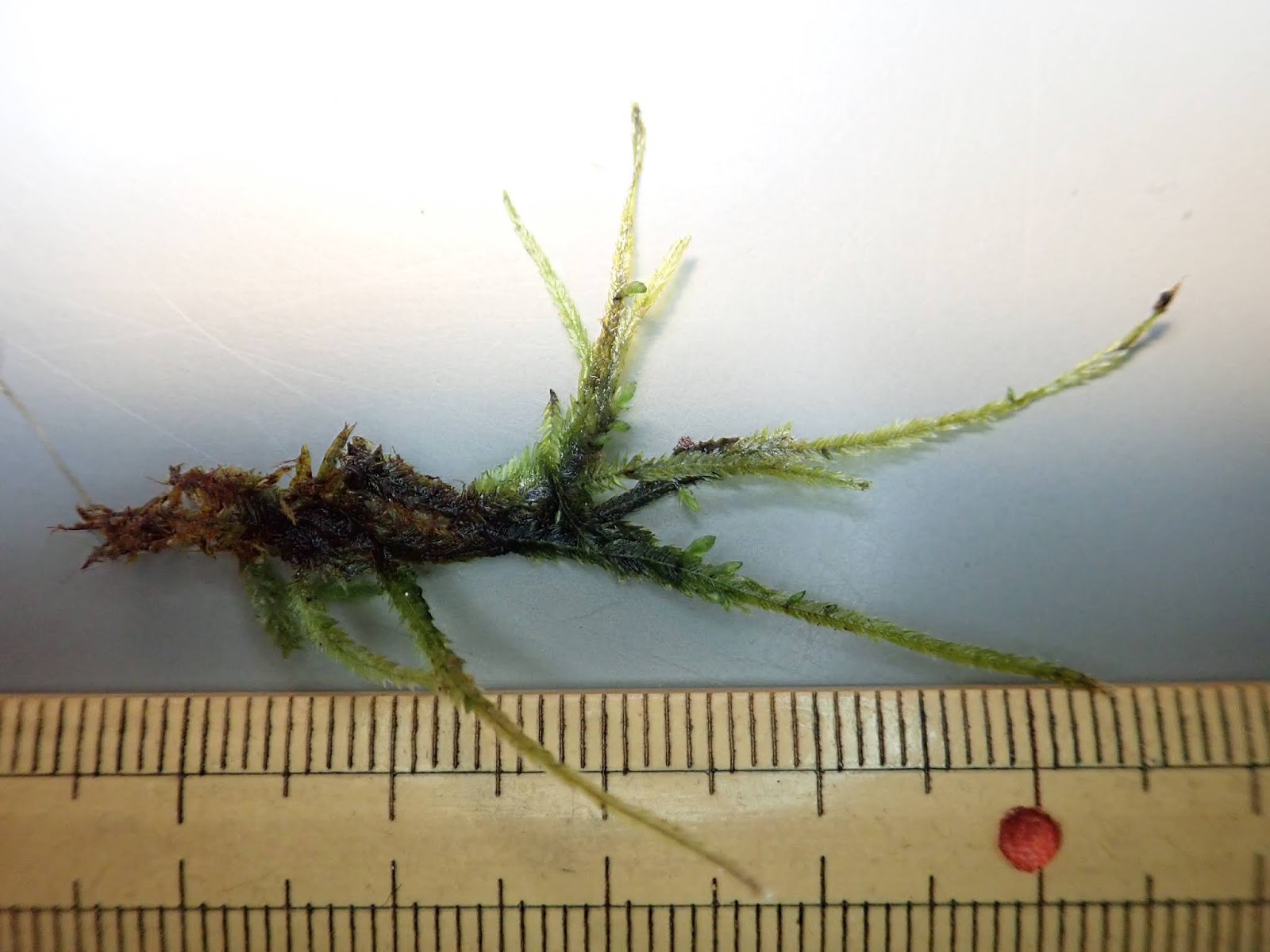 シフネル: エゾノヒラツボゴケ