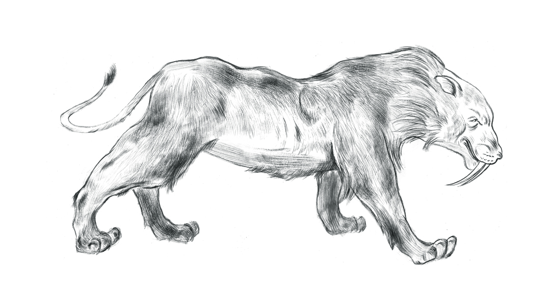 Jed Alexander: Sabertooth Cat!