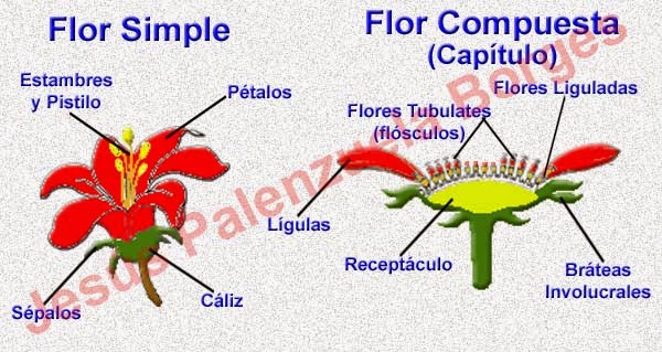 Jesus Palenzuela Borges: Glosario Botánico