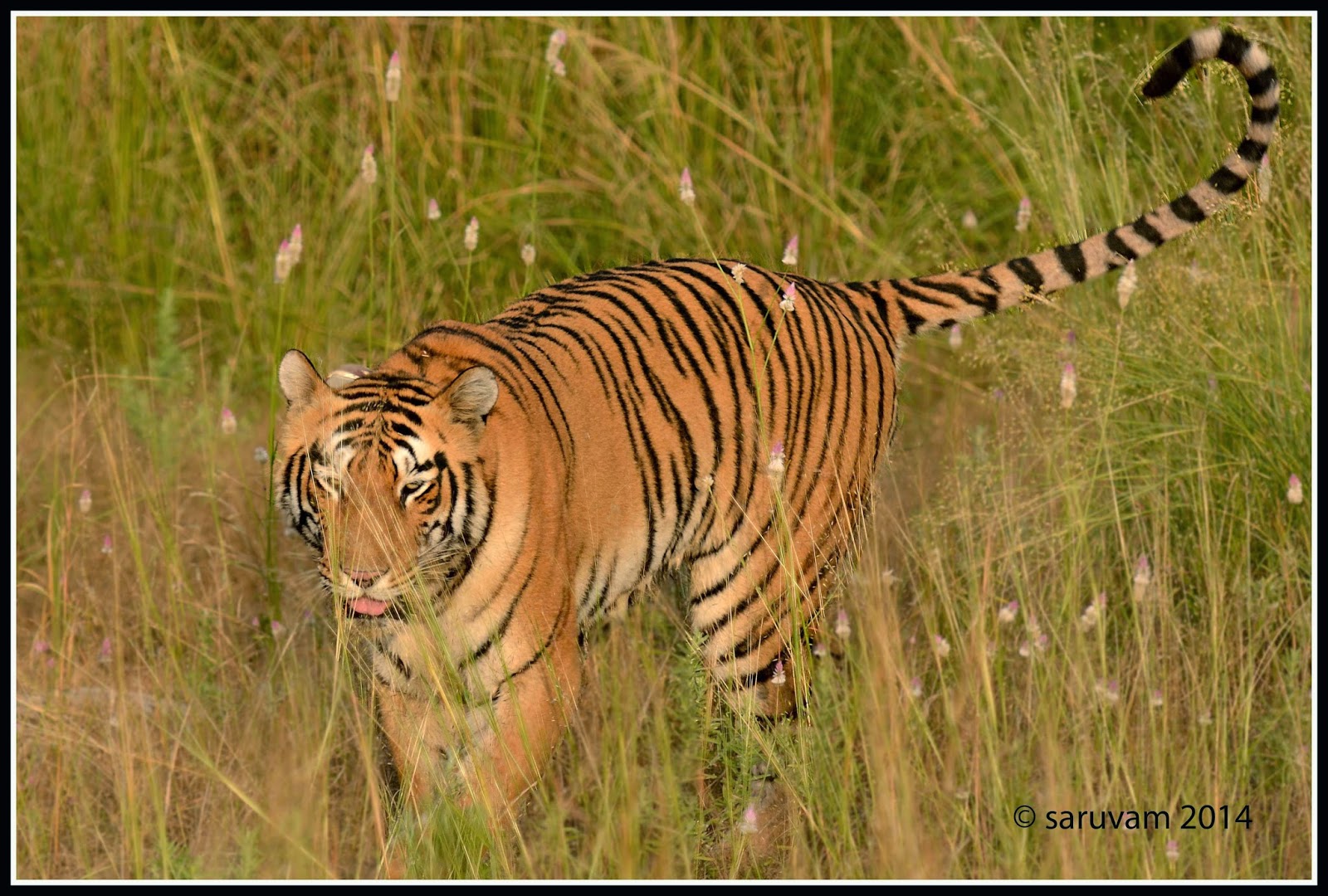 Let's go for a vacation - Saru and Vamsee's Travels: Patience or ...