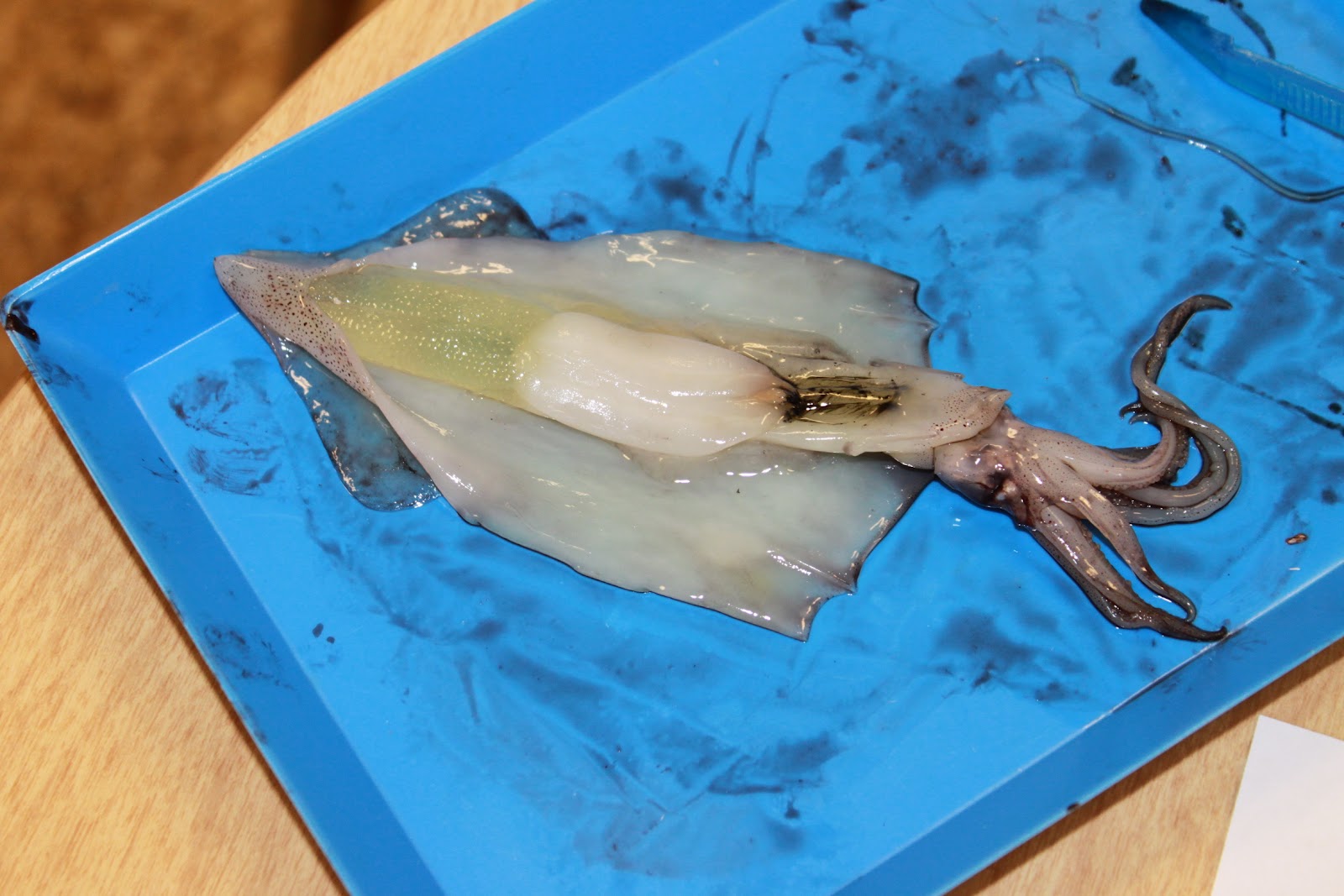 Cove Kindergarten: Squid Dissection