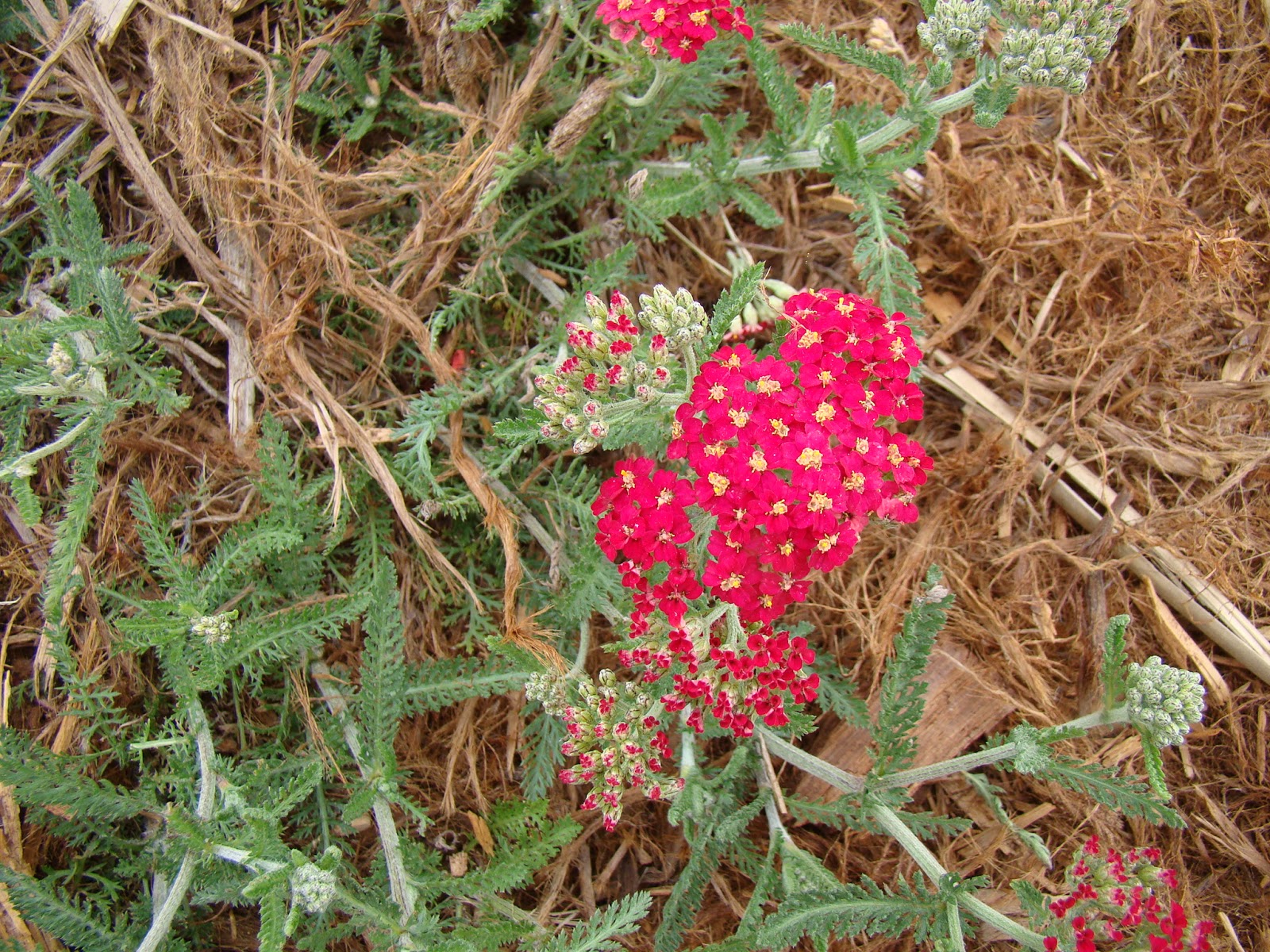 Leaves of Plants: Gilia millefoliata