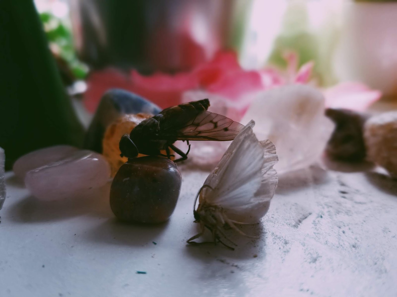 Pressing Ferns & Drying Bugs and Mushrooms