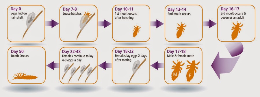 MPD 3233 VECTOR AND PEST CONTROL: LICE STORY