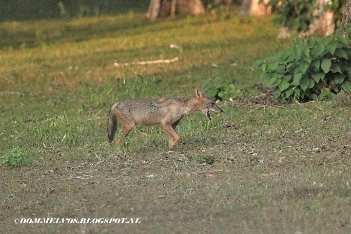 Dommelvos Natuurfotografie: Sri Lanka - Zoogdieren en zeedieren