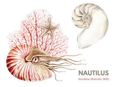 FOSSIL HUNTRESS: NAUTILUS: NAUTILIDAE