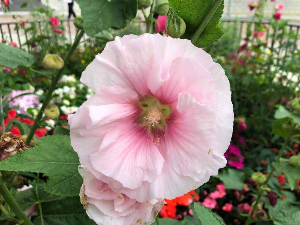 Divagar entre FLORES - ANIMAIS - NATUREZA: 🌸 As elegantes e lindas ...