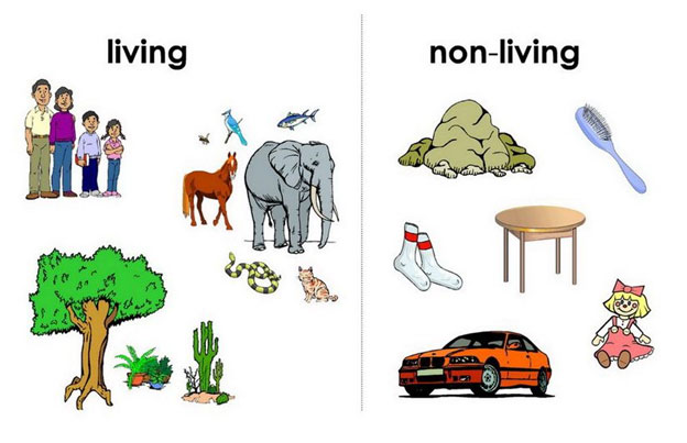 recursos EDUCATIVOS para casa : LIVING AND NON-LIVING THINGS seres ...