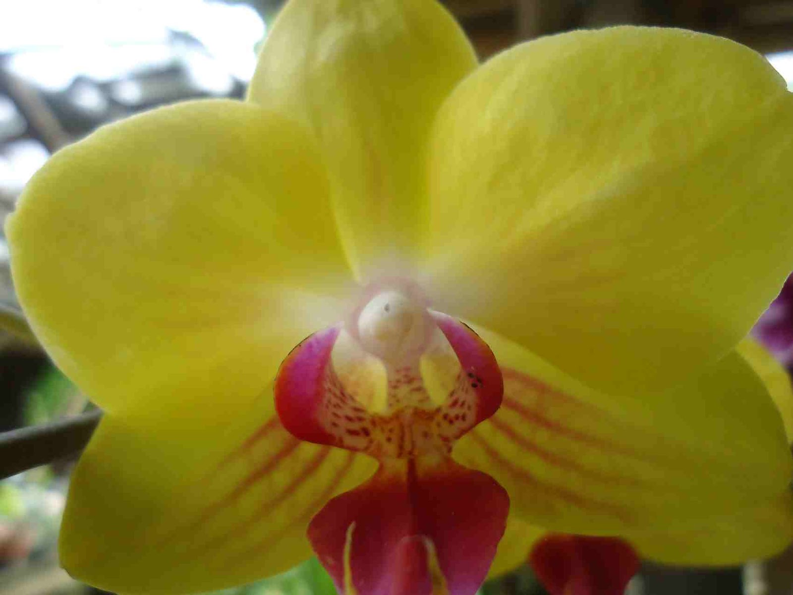 40+ Gambar Bunga Anggrek Warna Kuning Simple Dan Minimalis