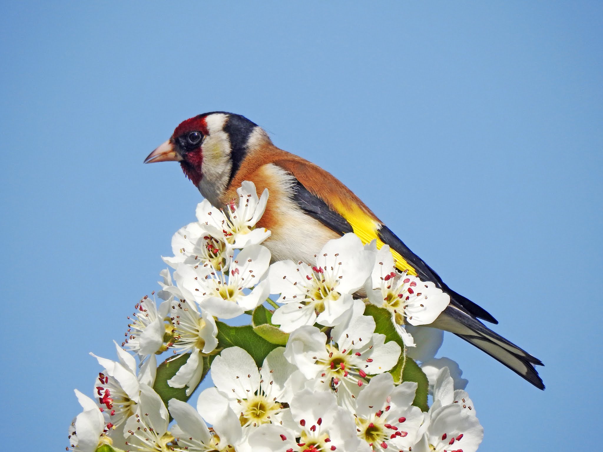 PASARI DIN ROMANIA: STICLETE(1), Carduelis carduelis