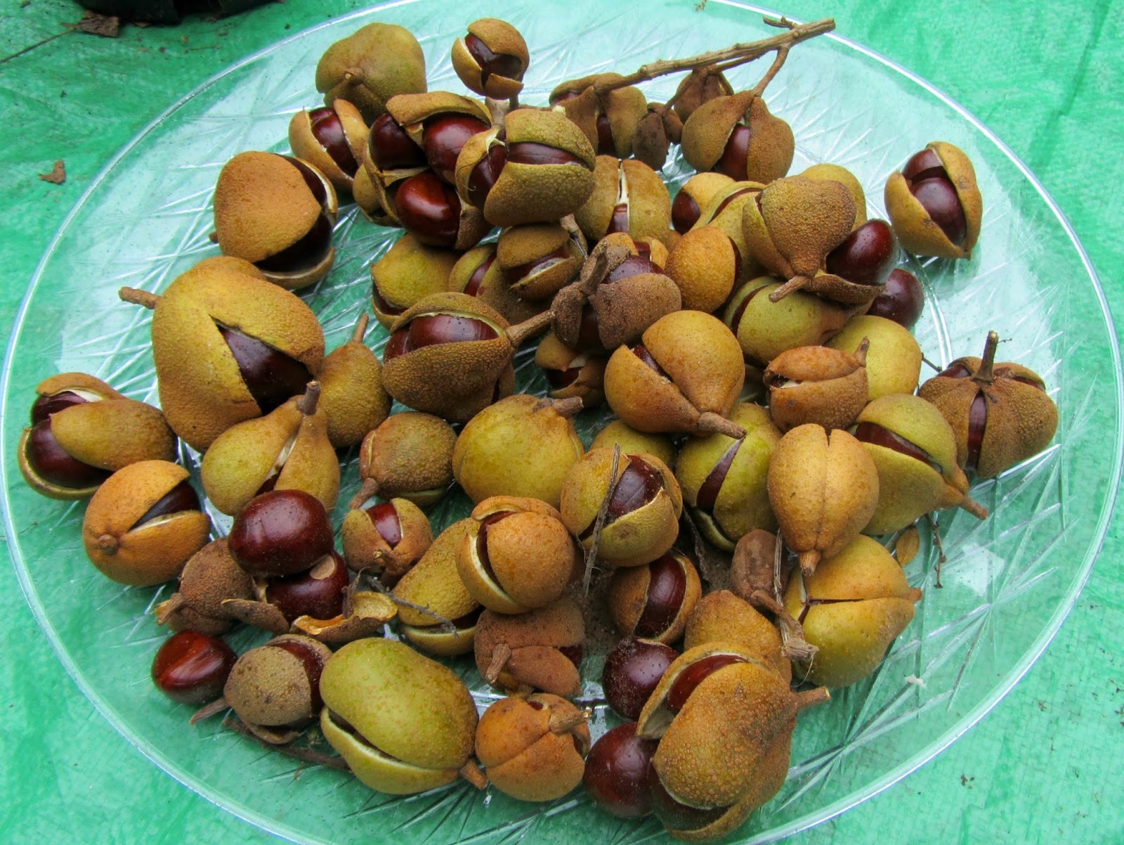 Using Georgia Native Plants: Buckeyes: Beginning to End