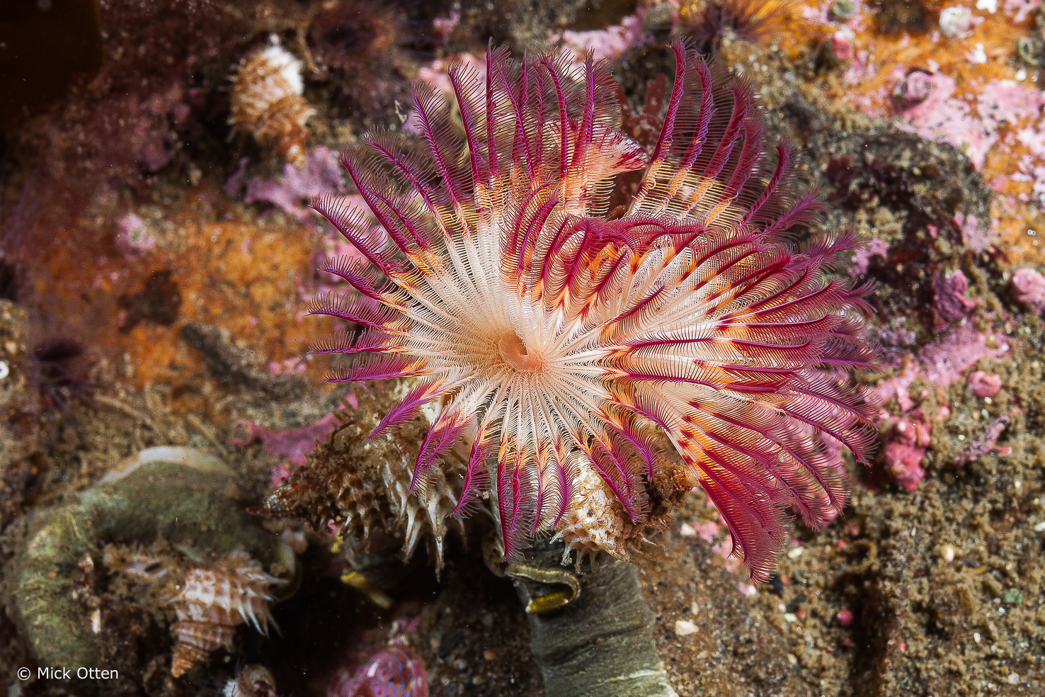 Mick's Marine Life: 7a Bristle worms - Borstelwormen (Annelida)