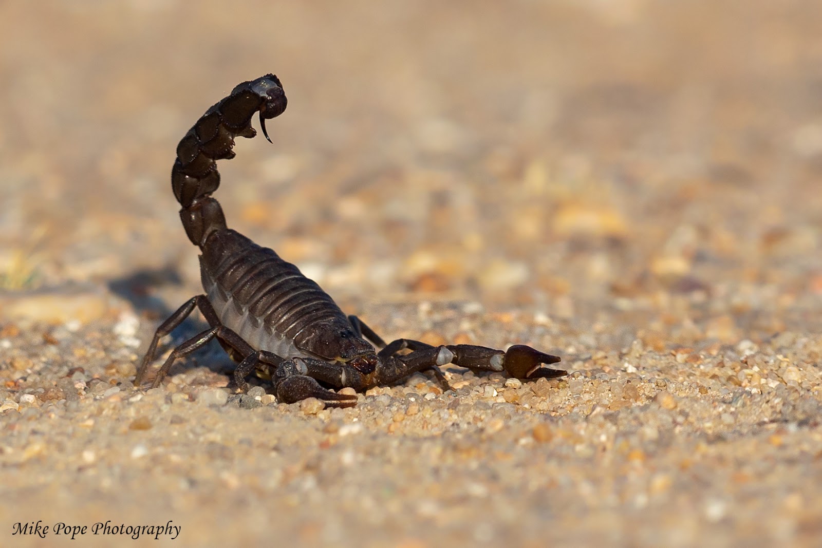 Kuwait Birding: September 2019