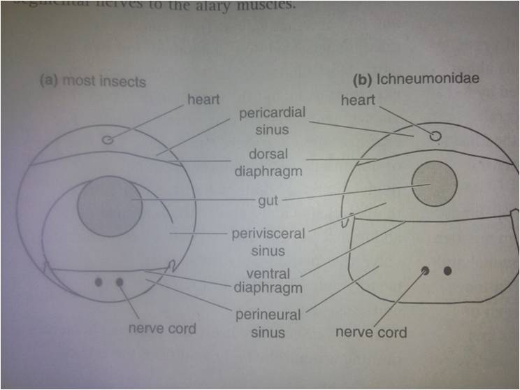 Modifications of circulatory system in insects