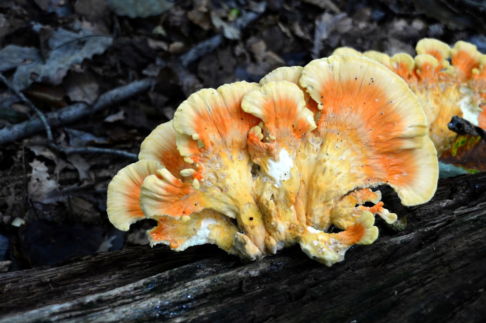 kellogg bloggin': Sibling Photo Assignment #6: Still Life -- Forest Fungus
