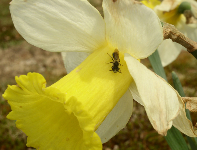 BeautifulNativePlants: Pollinators and Native vs. Non-native Plants