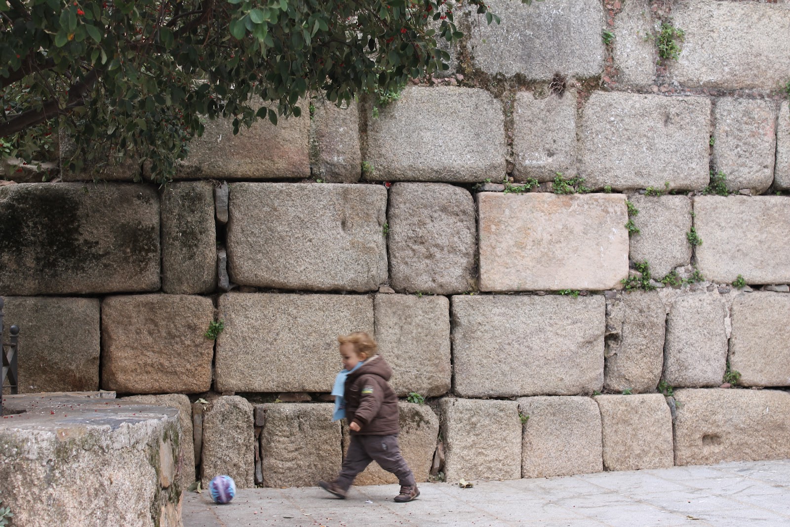 Cáceres al natural: PARIETARIAS ENTRE SILLARES ROMANOS