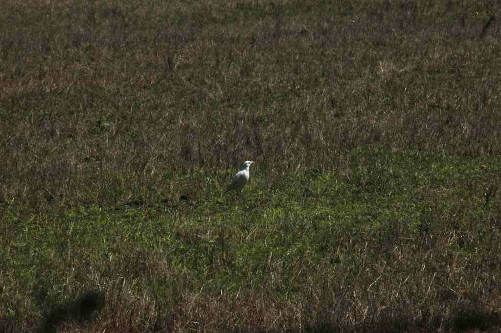 The Nature of Robertson: Albino Magpie still going strong in Kangaloon
