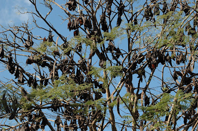 Traveler Guide: Tracing Soppeng Tourism Potential: From Bats To Mystery ...