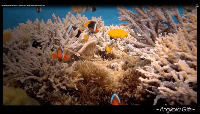 80+ Wallpaper Pemandangan Bawah Laut Gif
