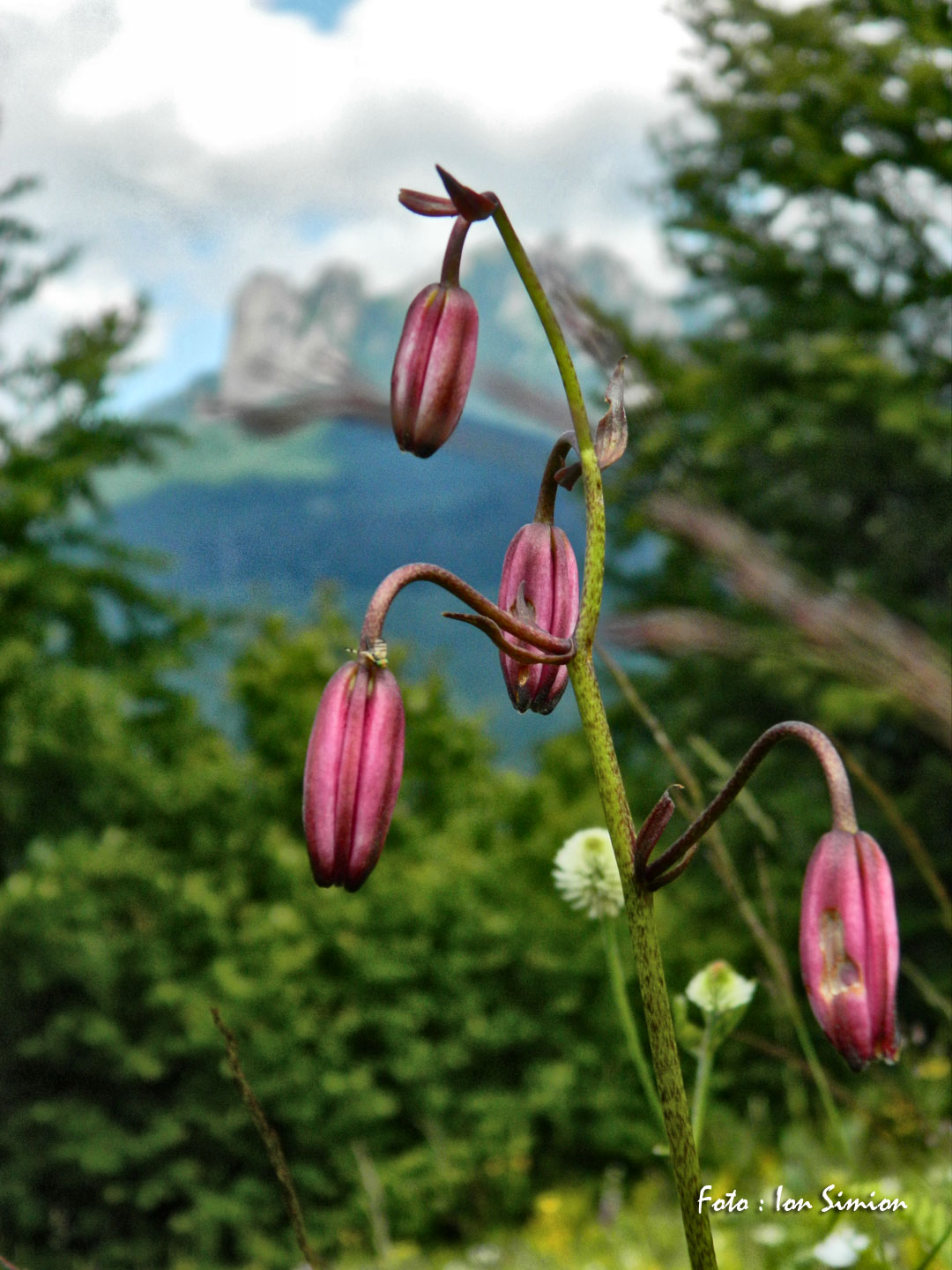 De vorba cu mine însumi: Crinul de padure