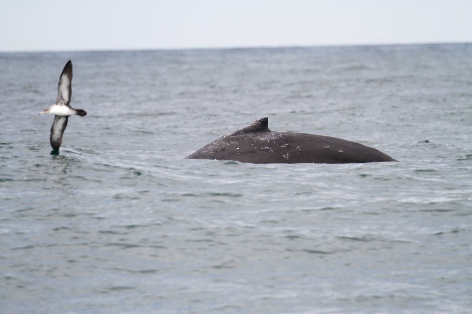Philly Bird Nerd : Whales, Condors and Warblers