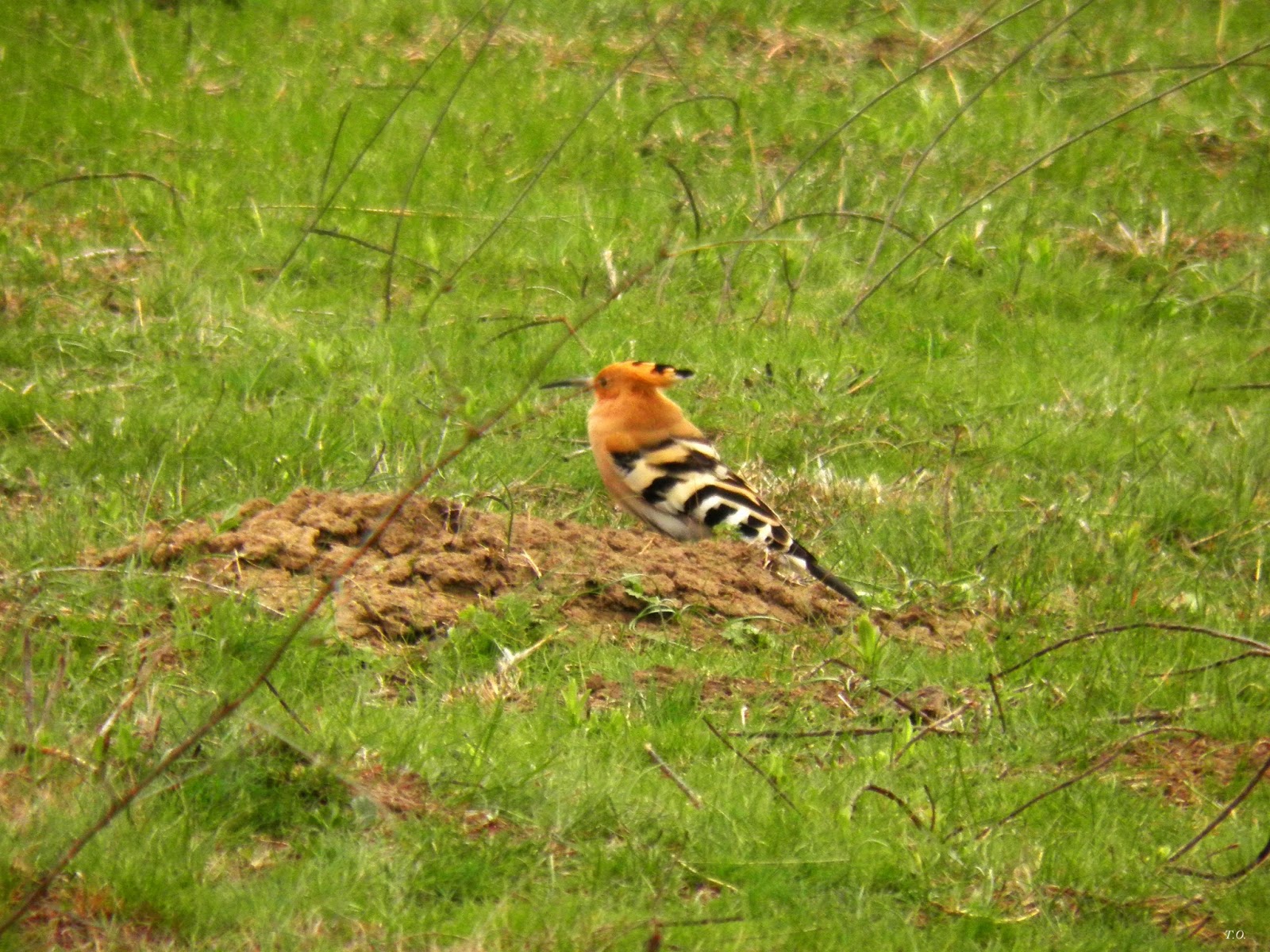 PASARI DIN ROMANIA: PUPAZA, Upupa epops