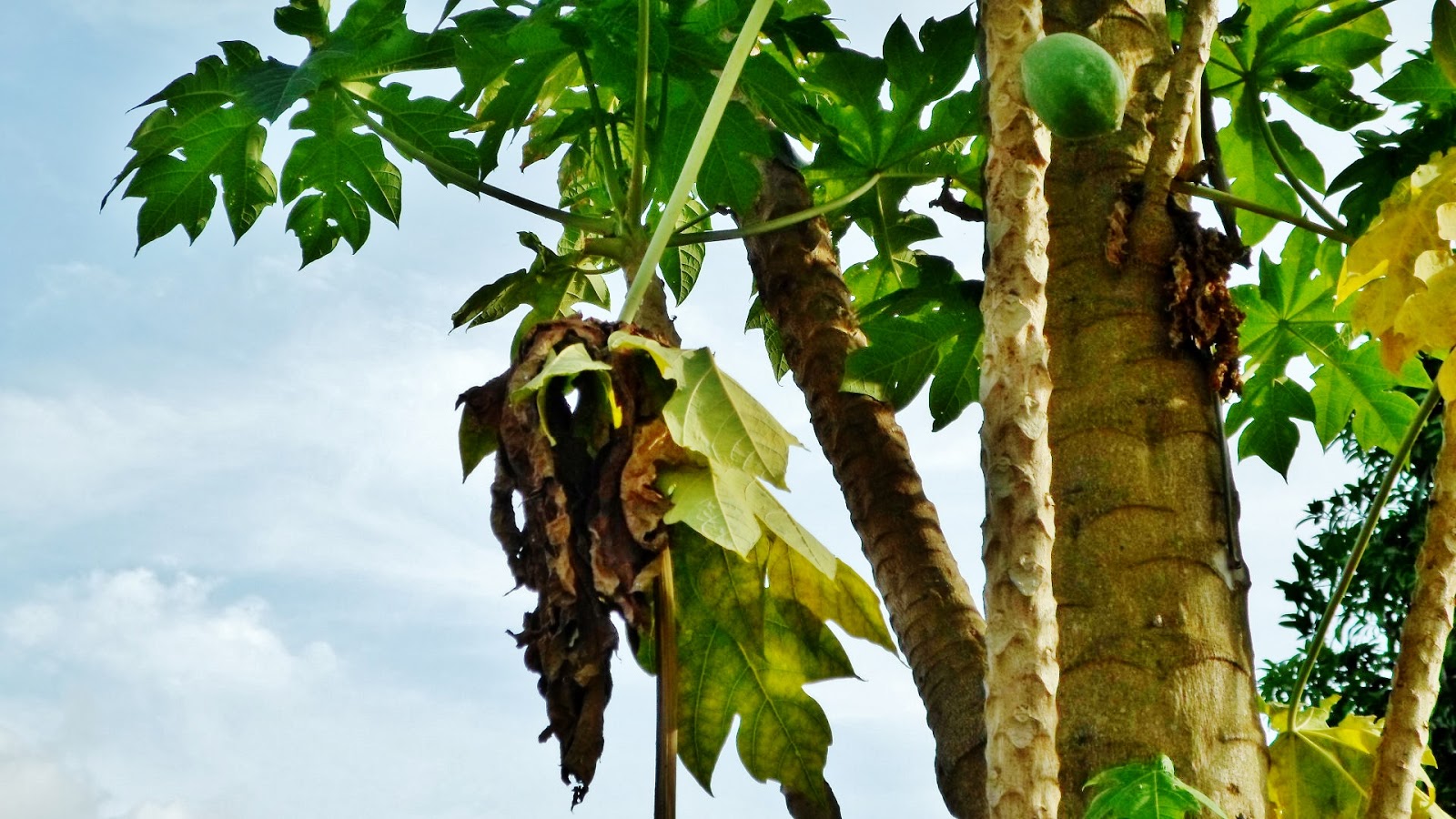 YO'BA MO'ODUA: EWÉ ÀTI EGBÒ (LEAVES, HERBS AND ROOTS)