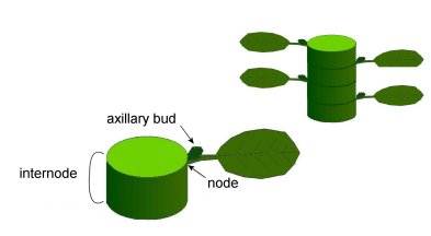 Botany Professor: The long and short of it - the story of internodes