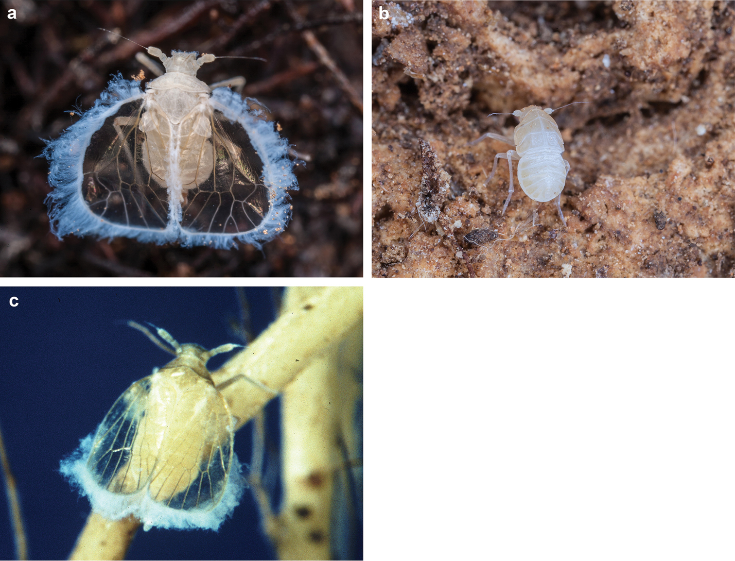 La Biología Subterránea: un mundo por descubrir: Nuevo género y nueva ...