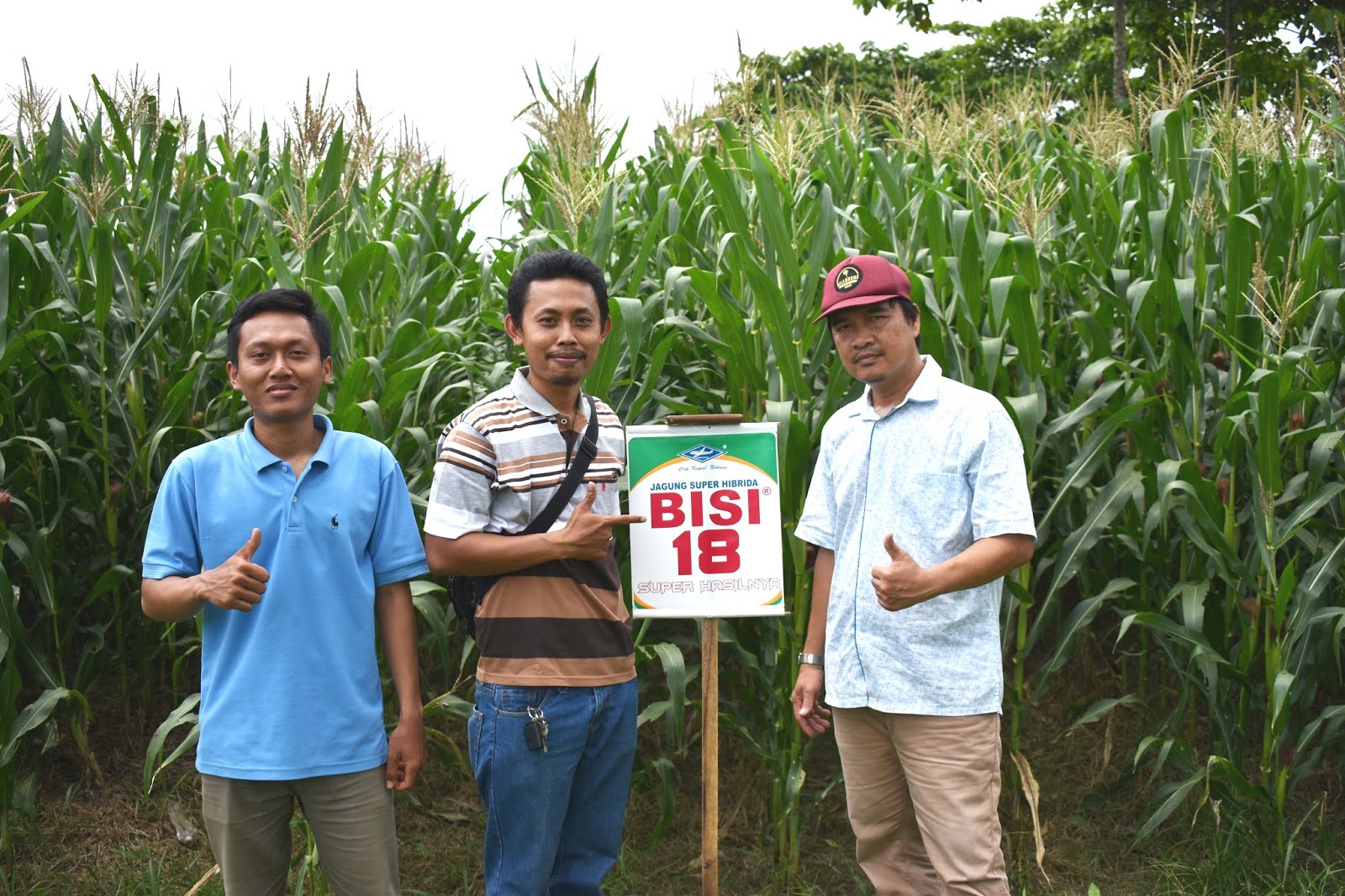 BISI 18 paling tahan bulai, batang kokoh, tanaman seragam. Dalam ...
