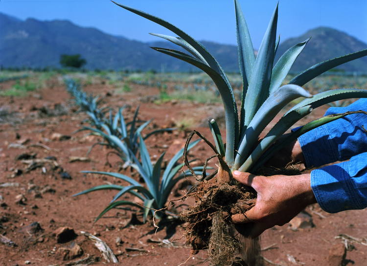 Cervezal: El tríptico del agave: pulque, mezcal y tequila